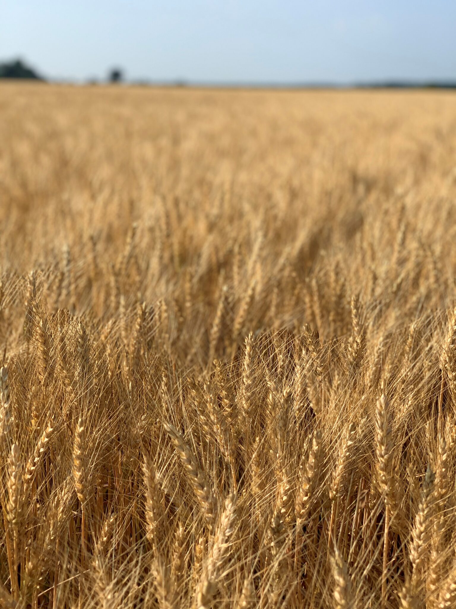 Wheat Season in the Lab