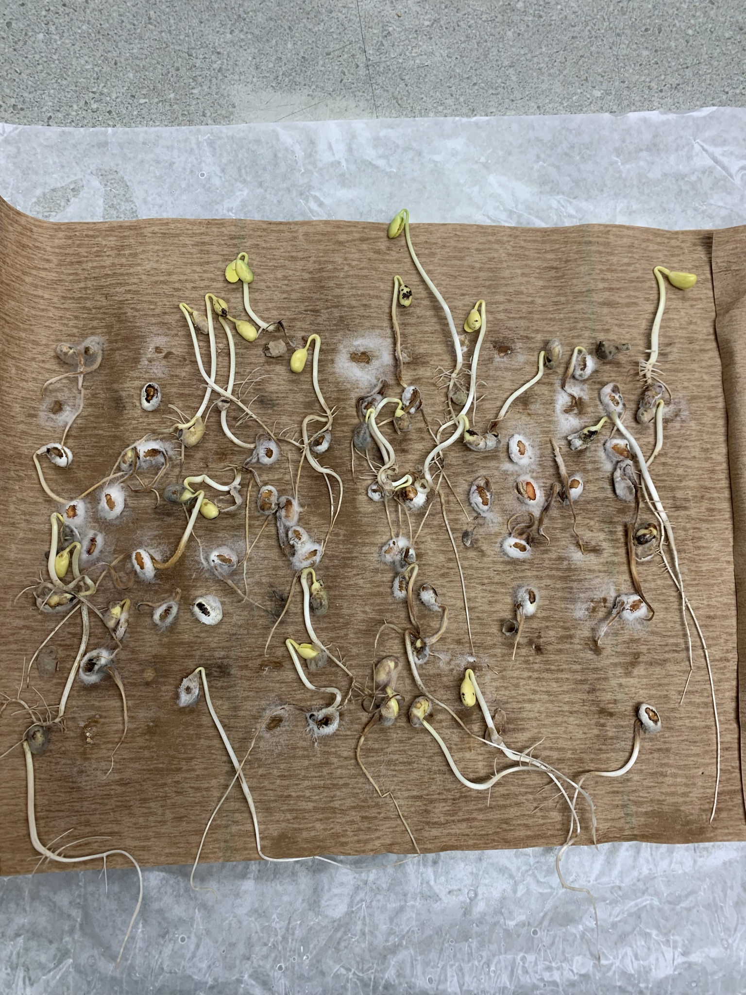 Soybean Seed Germination