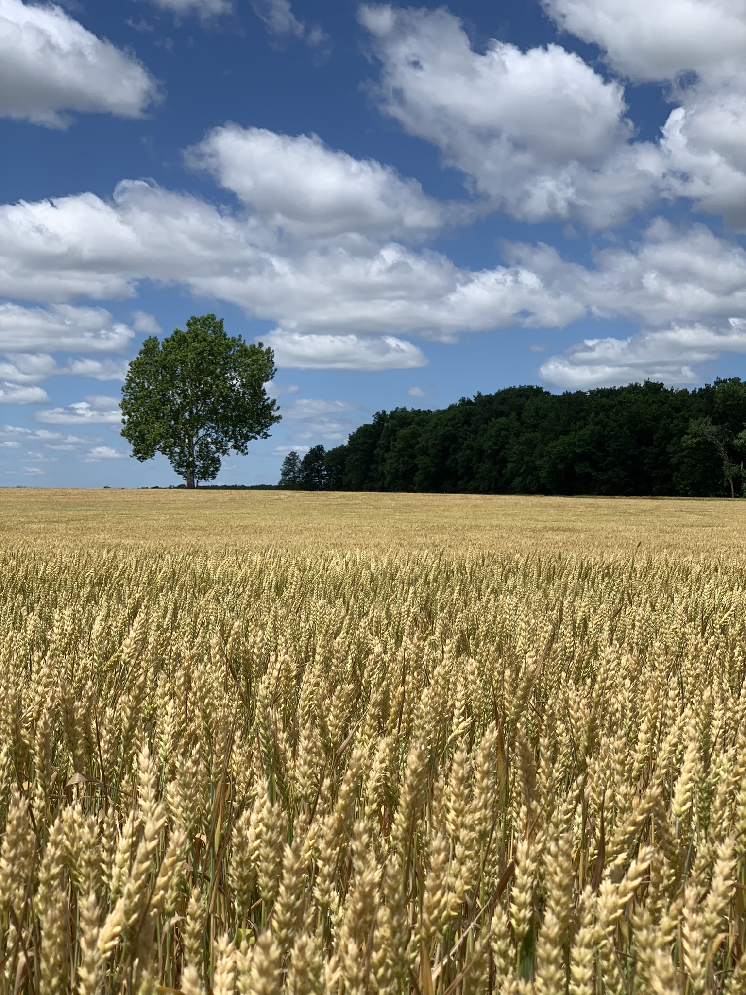 Two Red Wheat Lines Discontinued - Michigan Crop Improvement Association